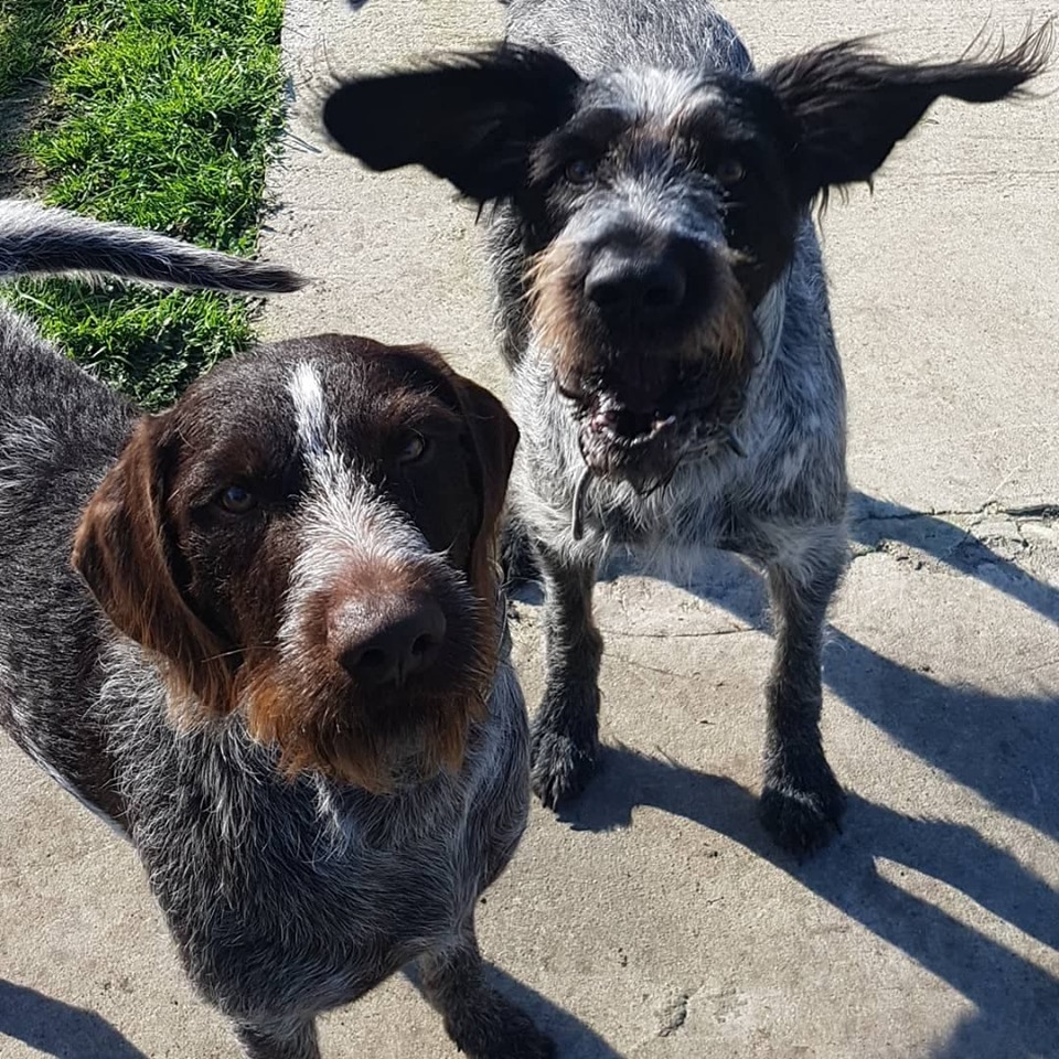 About Us - Country Pine Kennels & Caterry