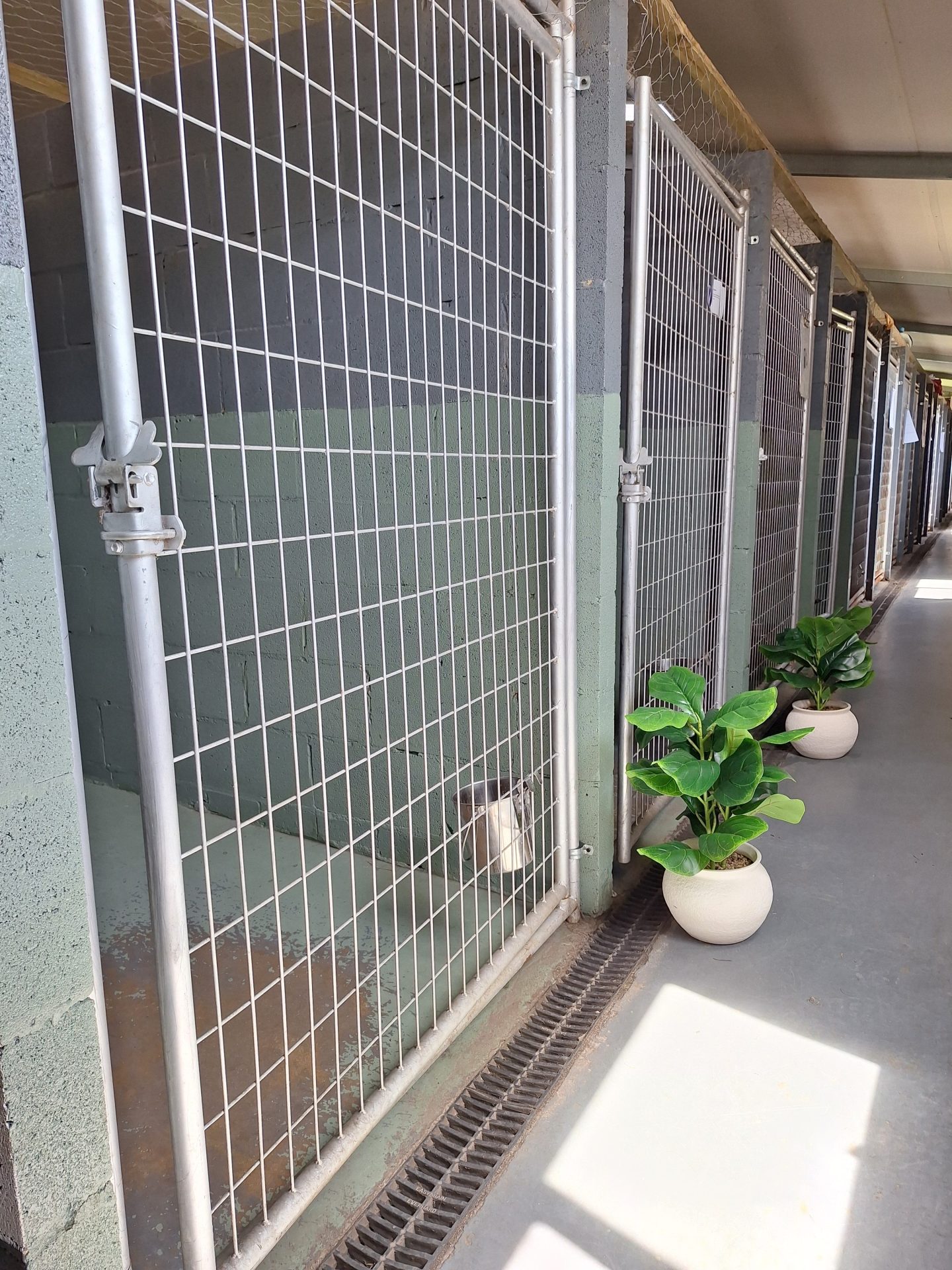 Dog Boarding - Country Pine Kennels & Caterry